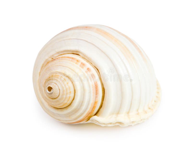 Spiral sea shell stock photo. Image of biology, spiral - 20135808