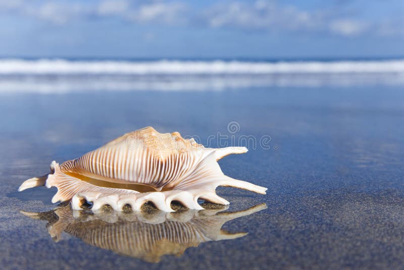 Seashell stock photo. Image of animal, water, dawn, nature - 19079004