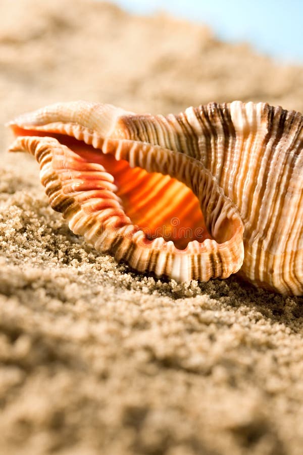 Single Seashell on White Background Stock Photo - Image of seashell ...