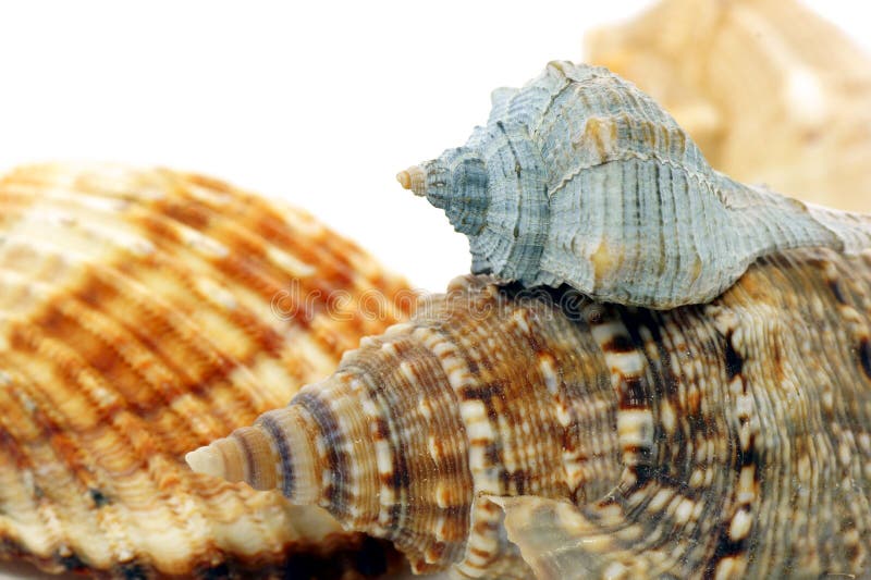 Seashell - Sacred Geometry stock image. Image of background - 45280961 Seashell - Sacred Geometry stock image. Image of background - 45280961