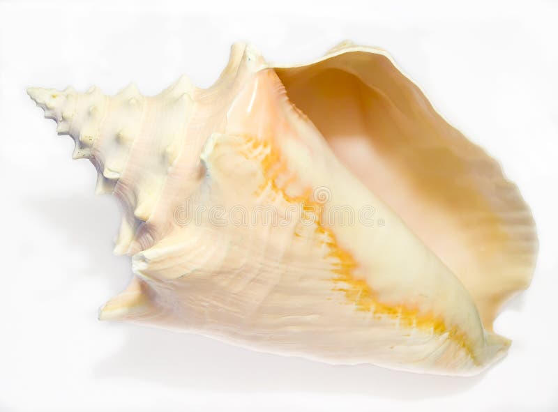 Seashell 2 de la concha foto de archivo. Imagen de amarillo - 3702514