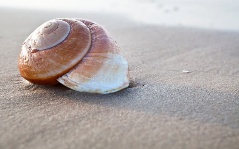 Sea shells stock image. Image of design, background, nature - 24930649