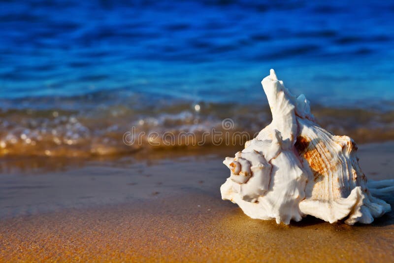Seashells on the beach stock photo. Image of outdoors - 8065350
