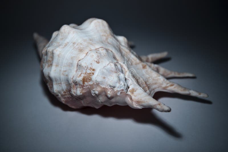 Seashell stock image. Image of light, underworld, seashell - 21813871