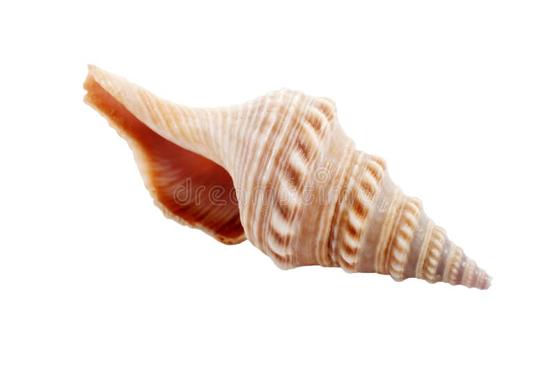 Seashell stock photo. Image of lustrous, swirl, isolated - 22754550