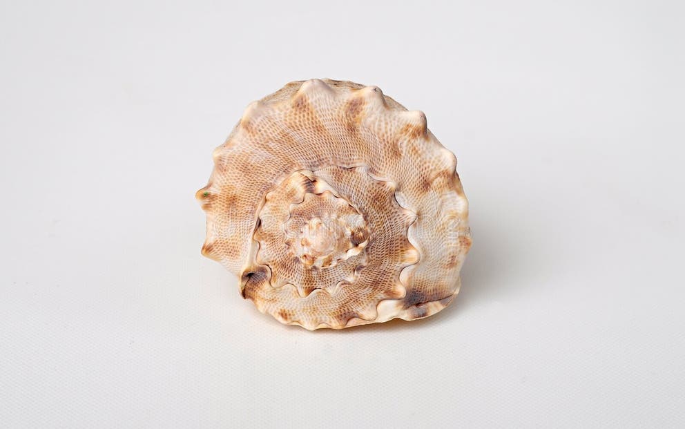Seashell stock photo. Image of beach, decoration, twist - 22960610