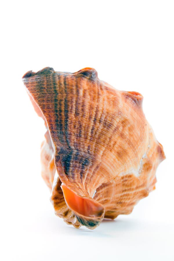 Seashell stock image. Image of abstract, beauty, rough - 23348553