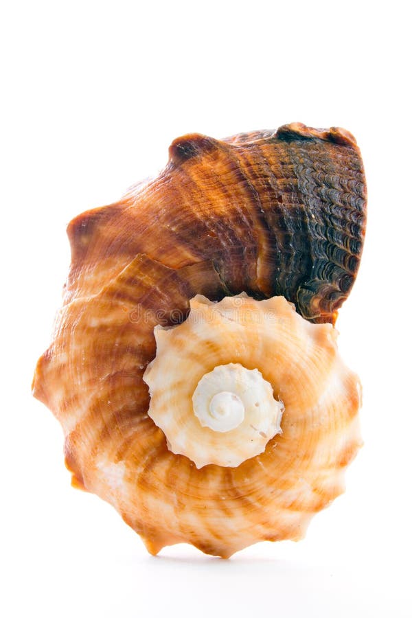 Conch shell, top view stock image. Image of nature, seashell - 18198167