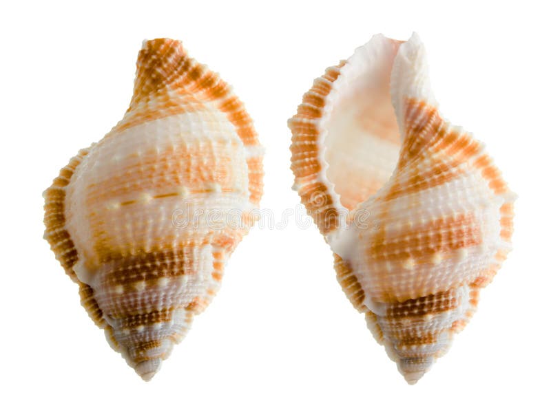Seashell stock photo. Image of background, empty, animal - 23580708