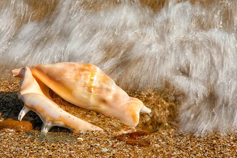 Seashell and rope stock photo. Image of marine, seashell - 731840