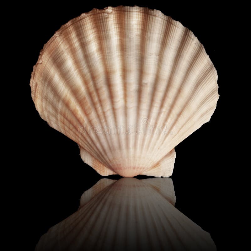 Shell stock photo. Image of isolated, coastal, collect - 932902