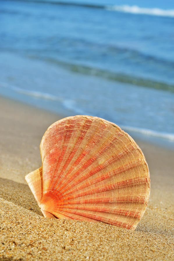 Seashell stock photo. Image of seaside, seashell, marine - 24095372