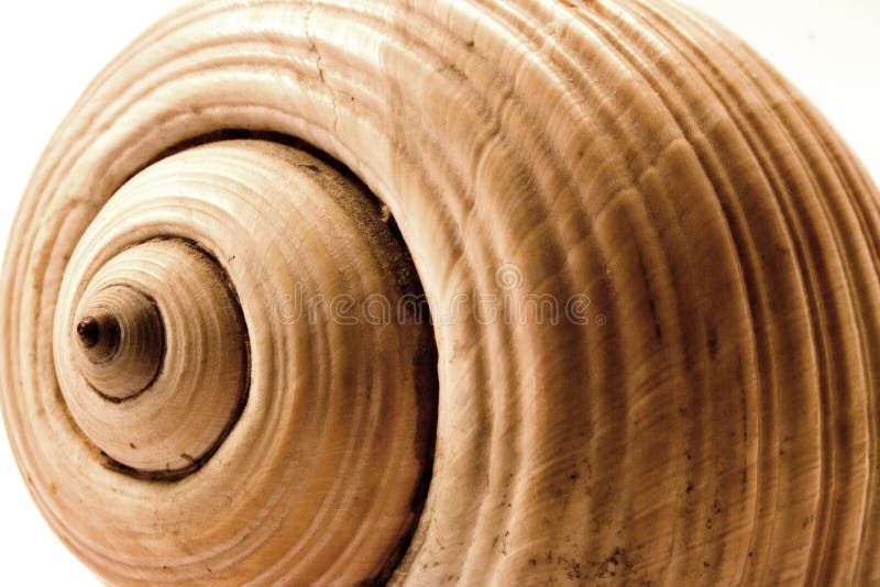 Swirling shell stock photo. Image of invertebrate, swirl - 6254262