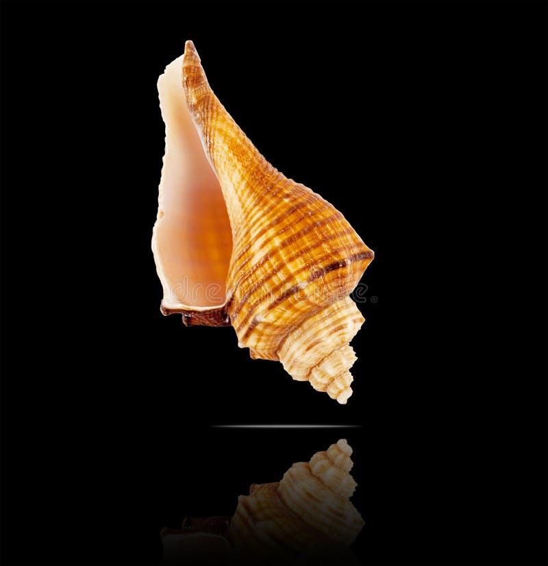 Seashell. stock image. Image of souvenir, single, studio - 25628437