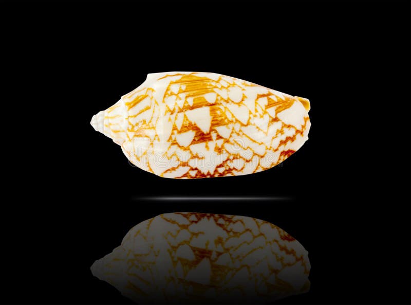 Seashell. stock image. Image of mollusk, tropical, summer - 25628447