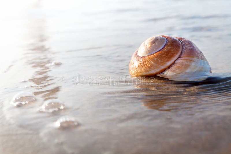 Seashell stock image. Image of caribbean, nature, shell - 25921927