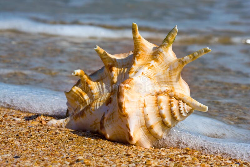 Seashell stock photo. Image of nature, resort, colorful - 26146042