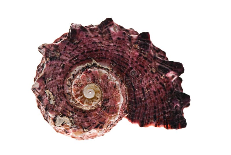 Blue Seashell stock photo. Image of marine, background - 12769122