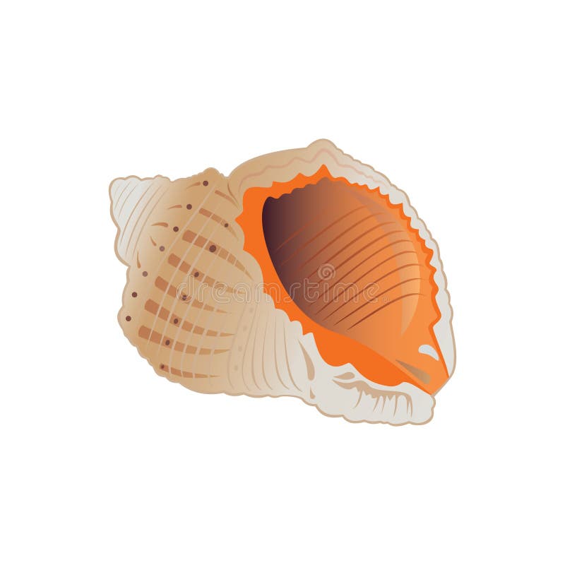 Scallop Seashell, an Empty Shell of a Sea Mollusk. Colorful Cartoon ...