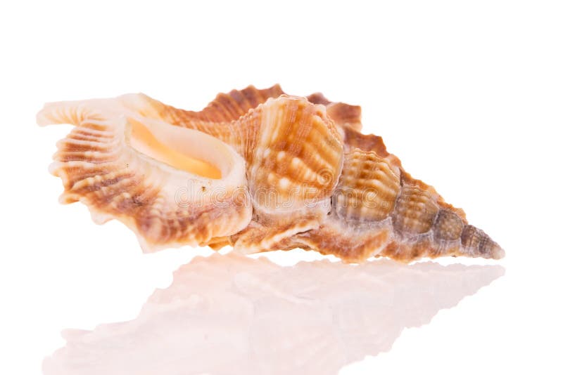Seashell Water stock photo. Image of nautilus, trickling - 4717464