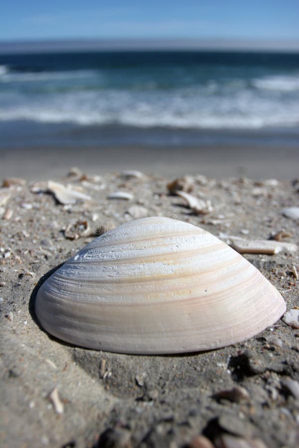 Seashell Picture. Image: 2914967
