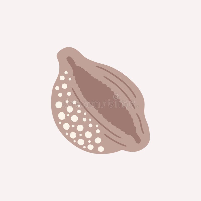 Cartoon Illustration of Brown Cowrie Shell Stock Vector - Illustration ...