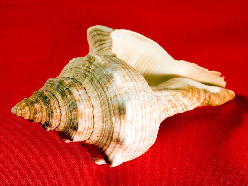 Seashell stock image. Image of bonnets, shelly, coral, vacation - 321209