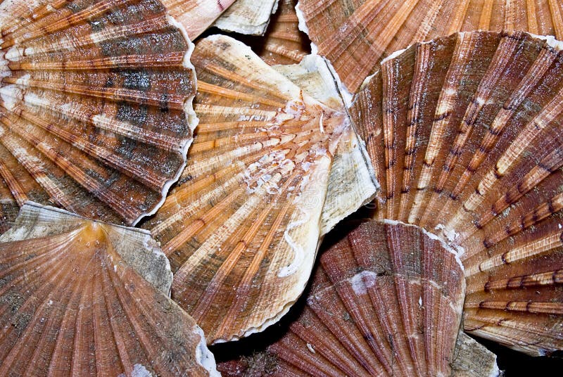 Seashell stock photo. Image of scallop, beach, diving - 4079190