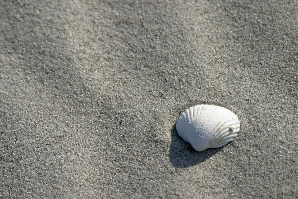 Seashell stock photo. Image of shell, contrast, simple, white - 54512