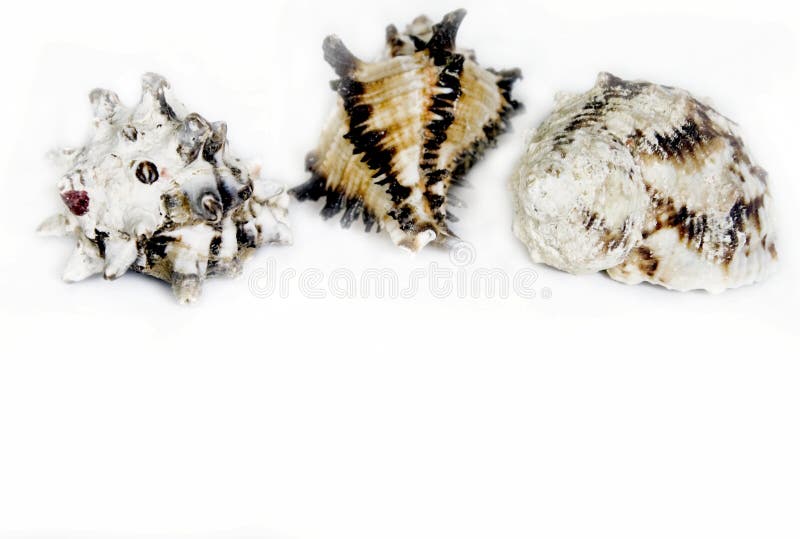 Curved Seashell Picture. Image: 5422511