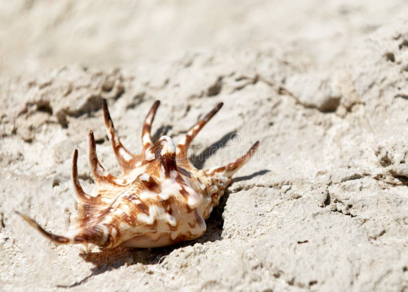 Curved Seashell Picture. Image: 5422511