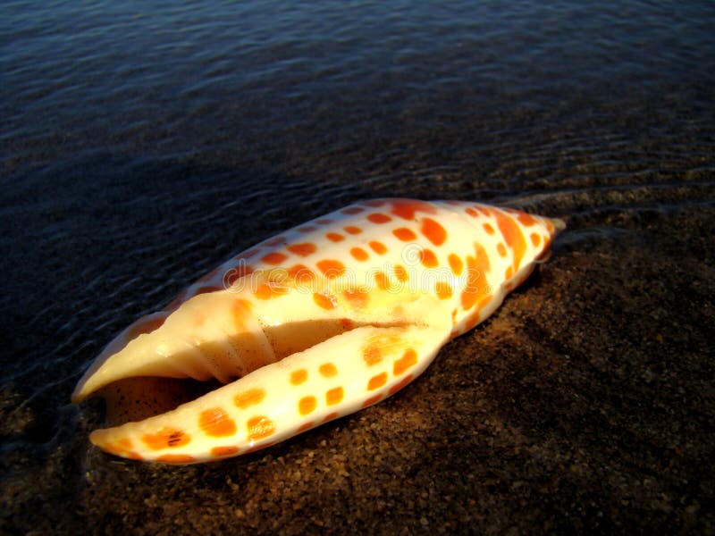 Seashell stock photo. Image of seaside, beach, orange - 6097356