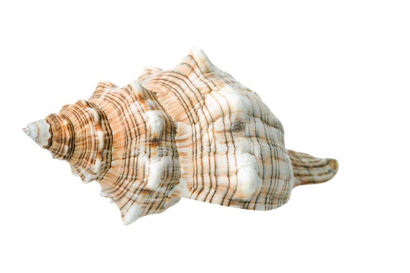 Conch shell, top view stock image. Image of nature, seashell - 18198167