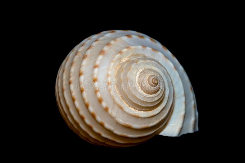 Pointy Seashell Stock Photos - Free & Royalty-Free Stock Photos from ...