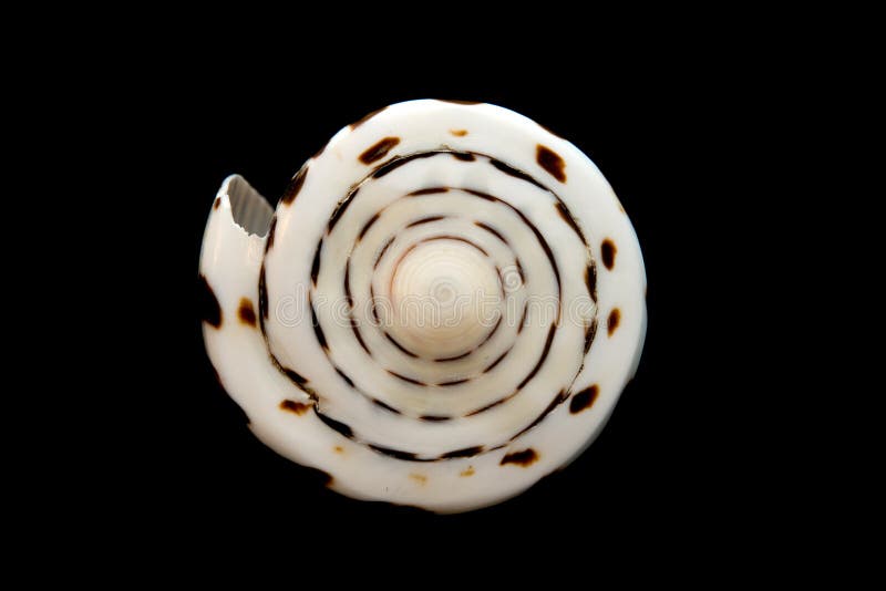 Pointy Seashell Stock Photos - Free & Royalty-Free Stock Photos from ...