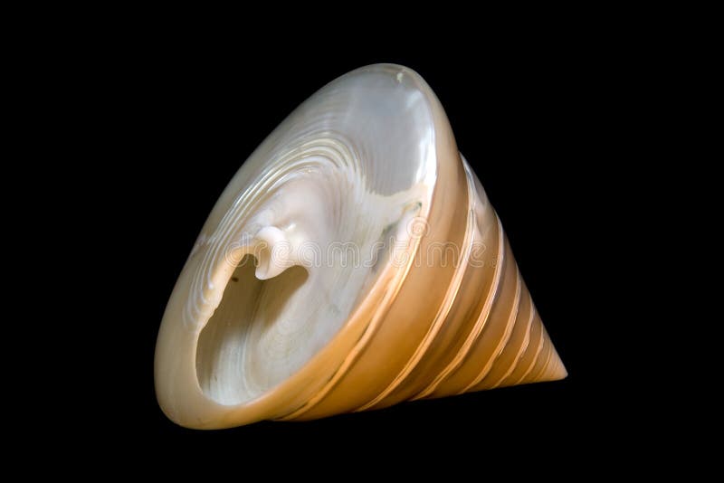 Pointy Seashell Stock Photos - Free & Royalty-Free Stock Photos from ...