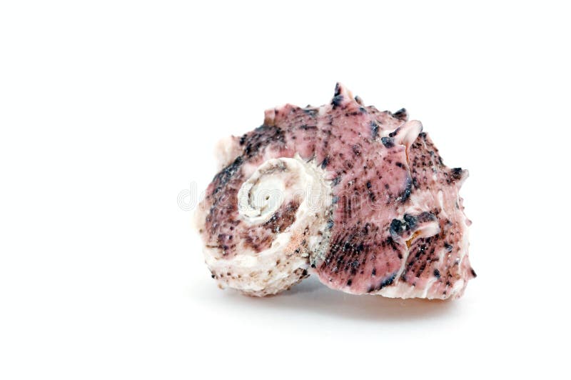 Seashell foto de archivo. Imagen de fauna, concha, caracol - 7750548