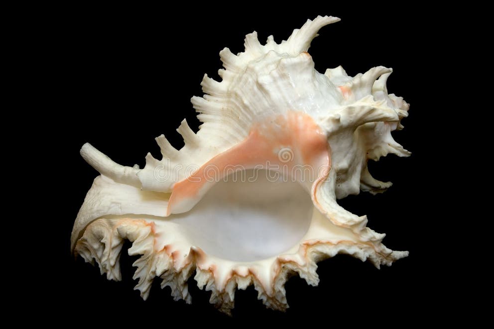 Seashell stock image. Image of mollusk, cone, curled, black - 7751505