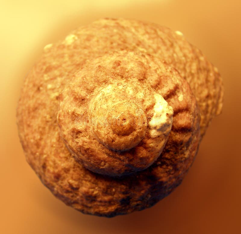 Seashell Picture. Image: 781583