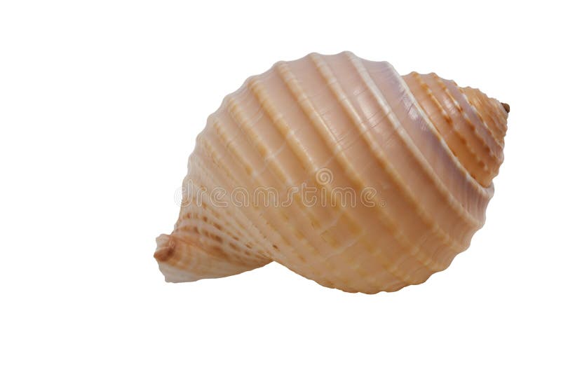 Seashell stock image. Image of path, isolated, clipping - 7880853