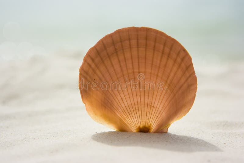 Seashell stock photo. Image of vacation, sand, season - 8101208
