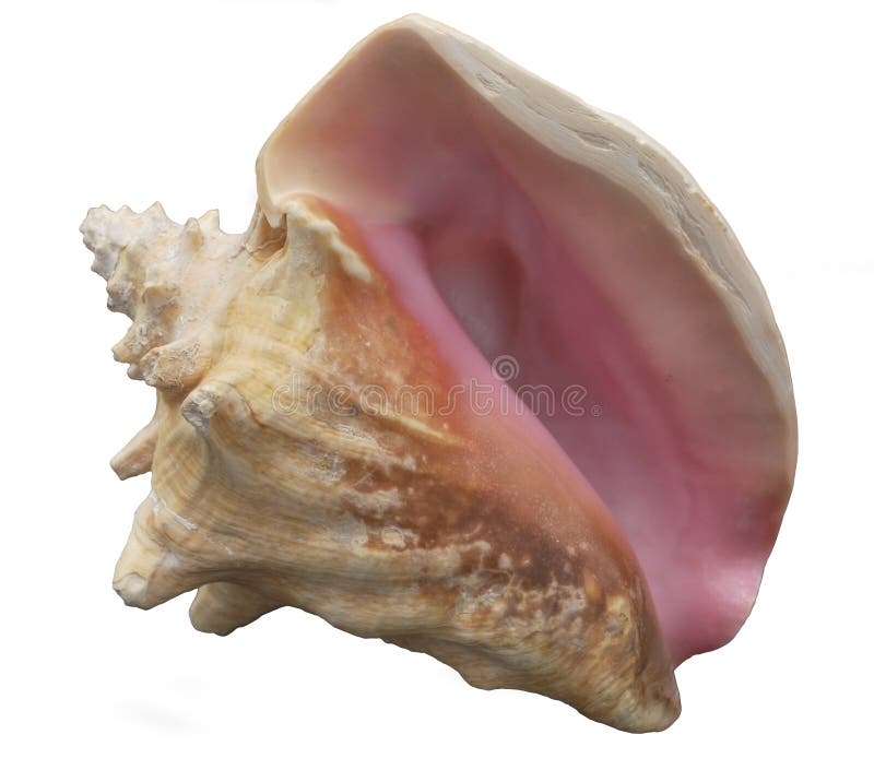 Seashell stock photo. Image of shellfish, mollusc, adriatic - 9177982