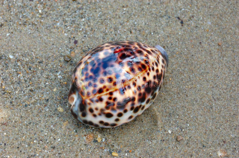 Seashell stock image. Image of seashell, beautiful, leisure - 7161823 Seashell stock image. Image of seashell, beautiful, leisure - 7161823