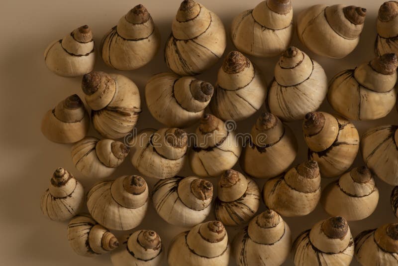 Seashell Abstract Patterns Shell Closeups from Around the Word Showing ...