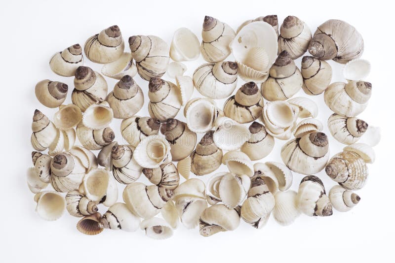 Seashell Abstract Patterns Shell Closeups from Around the Word Showing ...