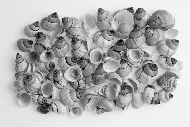 Seashell Abstract Patterns Shell Closeups from Around the Word Showing ...