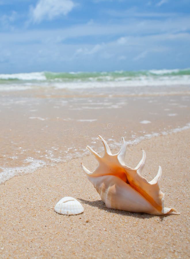Seashell En La Arena De La Playa Imagen de archivo - Imagen de ...