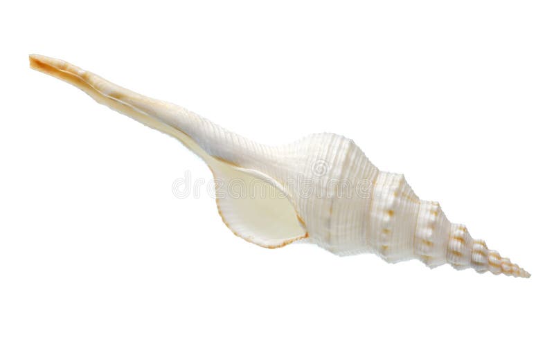Seashell Aislado En El Fondo Blanco Foto de archivo - Imagen de forma ...