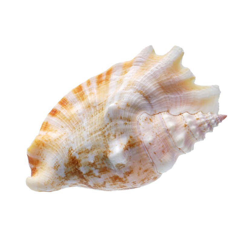 Seashell Aislado En El Fondo Blanco Foto de archivo - Imagen de caracol ...