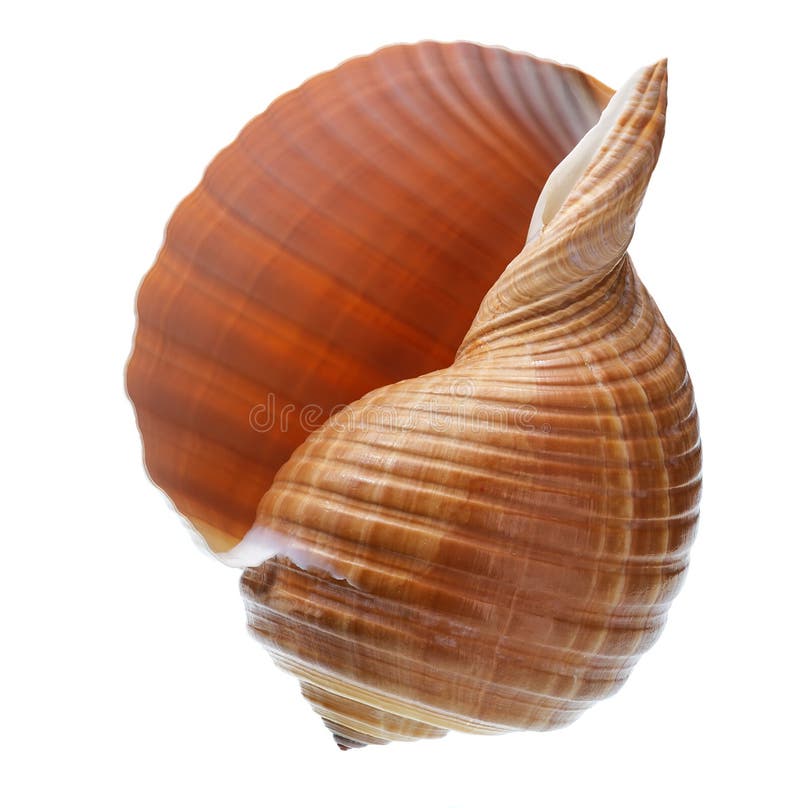 Seashell Aislado En El Fondo Blanco Foto de archivo - Imagen de ...